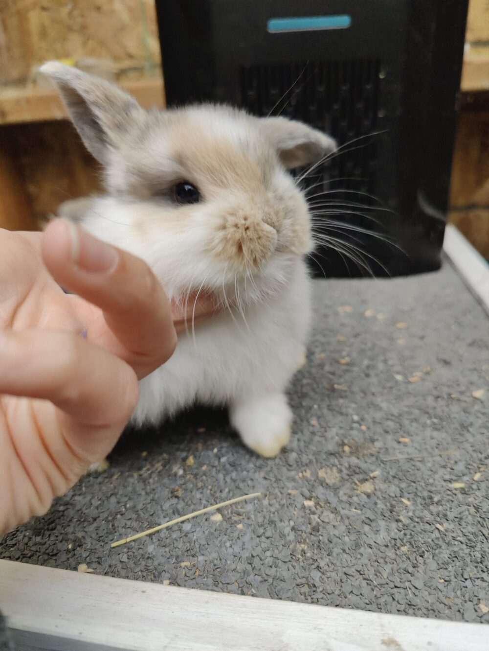 Our Rabbits - Hidden Hollow Hops